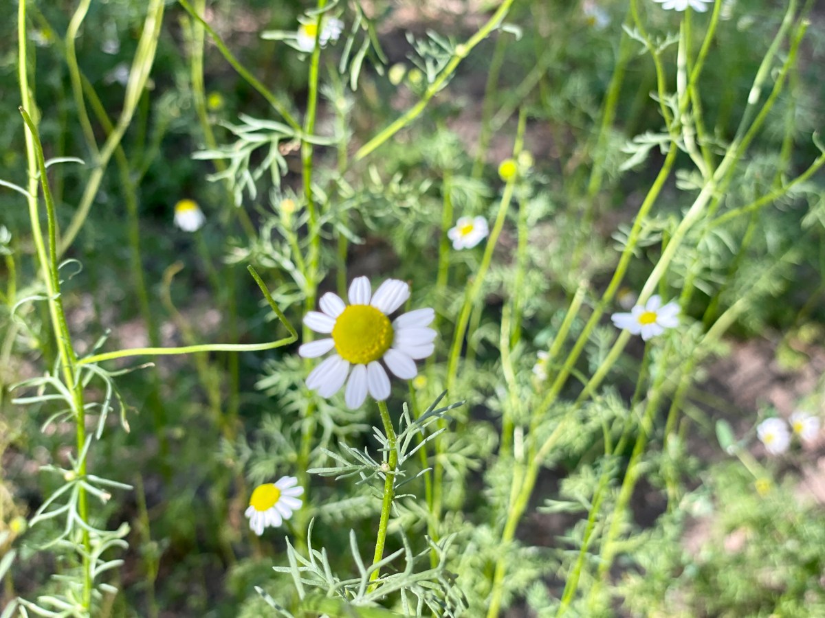 A Guide to Growing Chamomile: From Seed to Soothing Tea – Freedom Pines ...